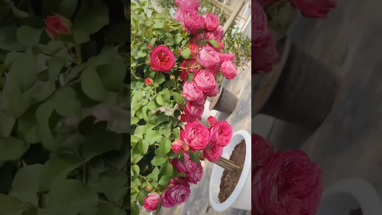 Amazing view of pink rose flowers tree (9/3)