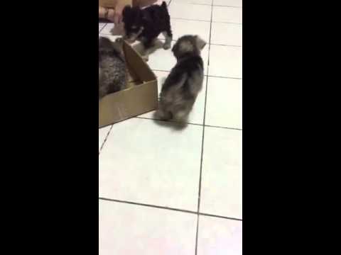 Mini Schnauzer puppies kno their names and know SIT command