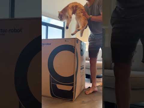 Having 3 cats has never been easier 🐱