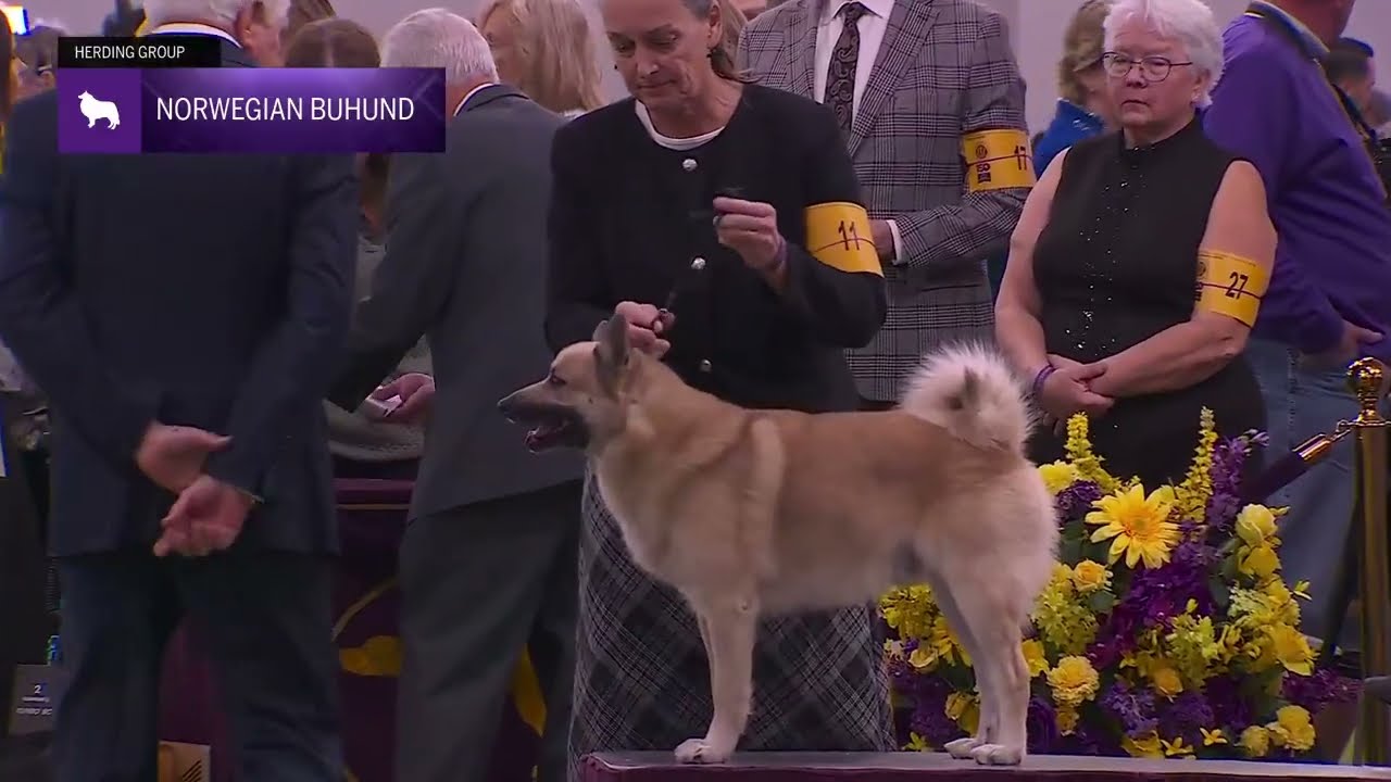 Norwegian Buhunds | Breed Judging 2026