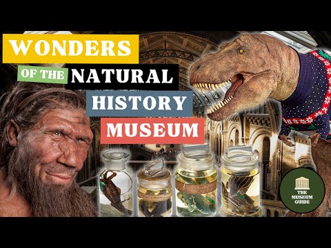 The Wonders of London's Natural History Museum - An In-Depth Guided Tour