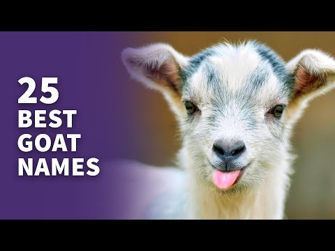 25 BEST Goat Names (CUTE Baby Goat Name Ideas)