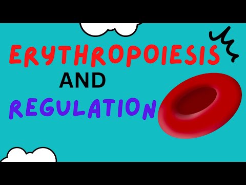 How are Red Blood Cells made? Erythropoiesis - Erythropoietin - Regulation - Hematopoiesis