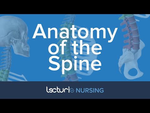Anatomy of the Spine | Nursing School Anatomy