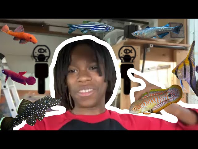 Koi Angelfish breeding pair with fry | Fish for Rehoming | Mississauga ...