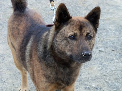 Kai - Spitz asiatiques et races apparentées - Japon Chiens