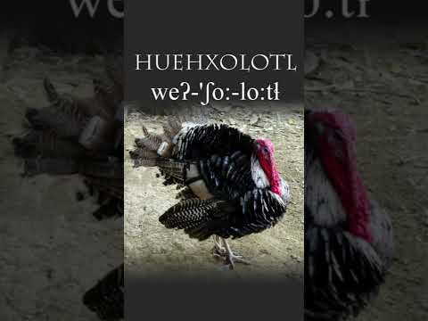 Nahuatl Word of the Week 45: HUEHXOLOTL (Tom Turkey 🦃)