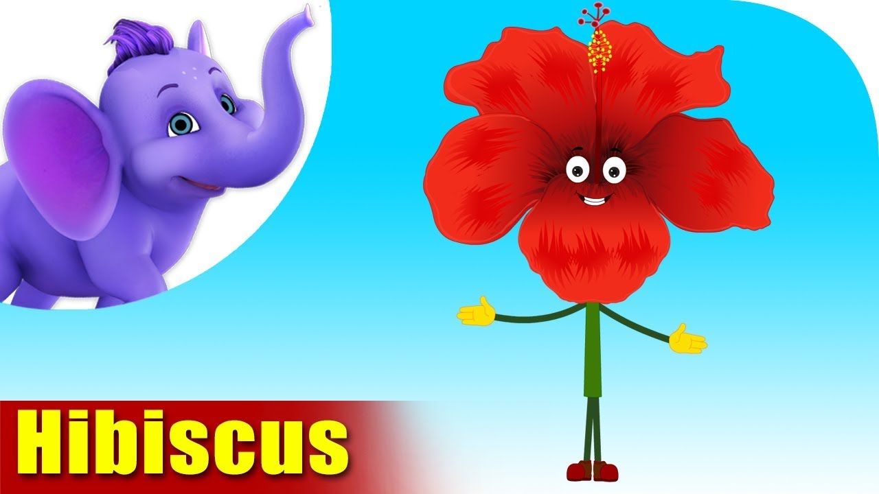 Hibiscus | Flower Song | 4K | Appu Series