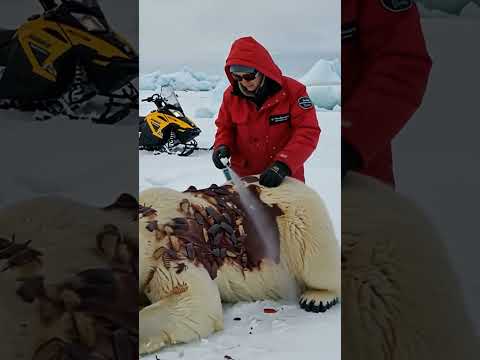 "The Arctic and Its Animals: Discover the Wonders of Polar Wildlife" #animals #arctic