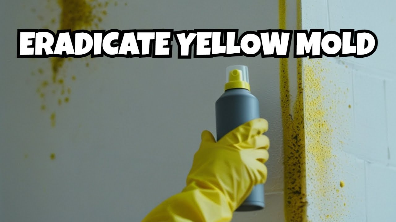 Yellow Mold Signs & Removal Tips!