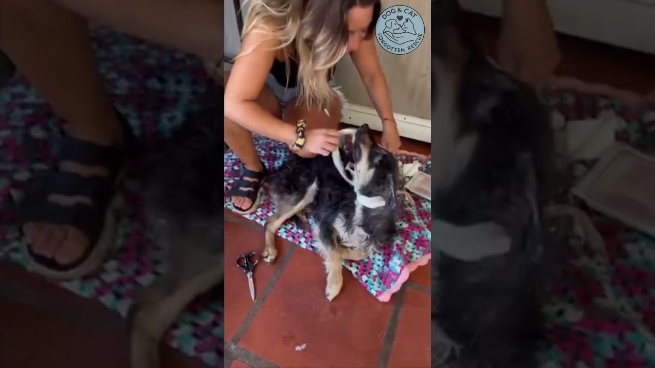 Rescue Sabo the dog wandering on the street #rescue #dog #dogrescue #lovedog #puppy #animals #love