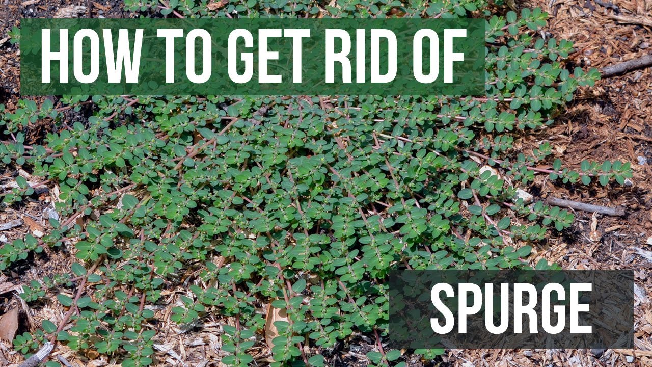 Spurge Control: How To Get Rid of Spurge