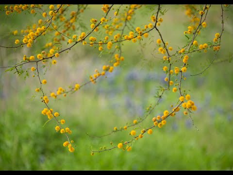 Why We Love Huisache