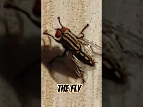 The Fly #viral #fly #insects