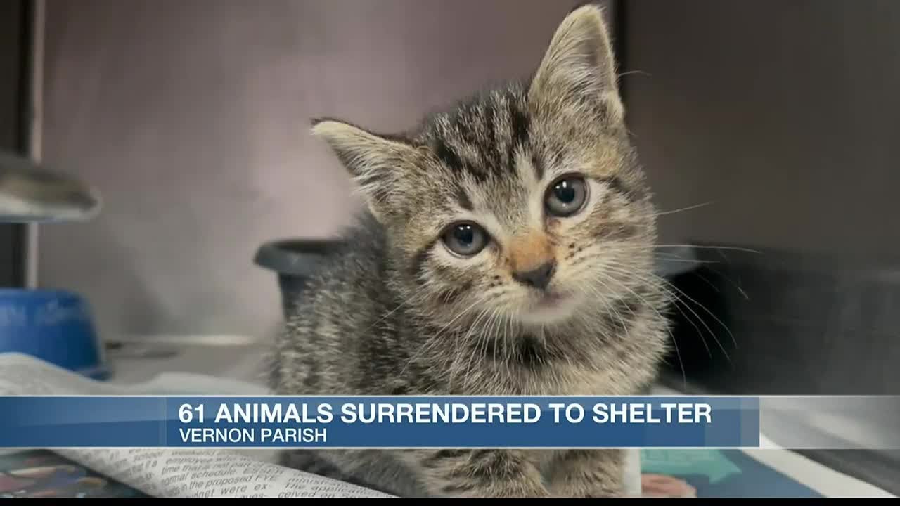 61 animals surrendered to the Vernon Parish Animal Shelter from hoarding situation