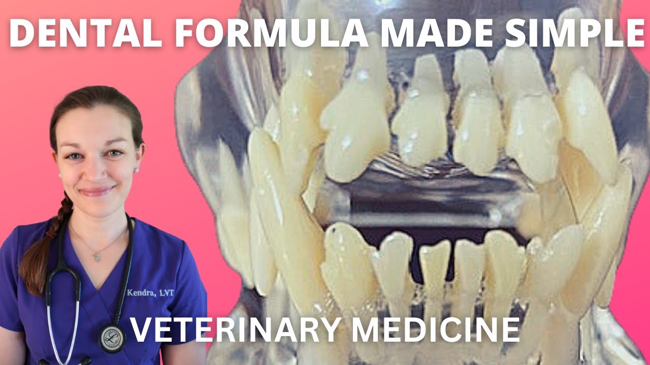 Demystifying the Dental Formula