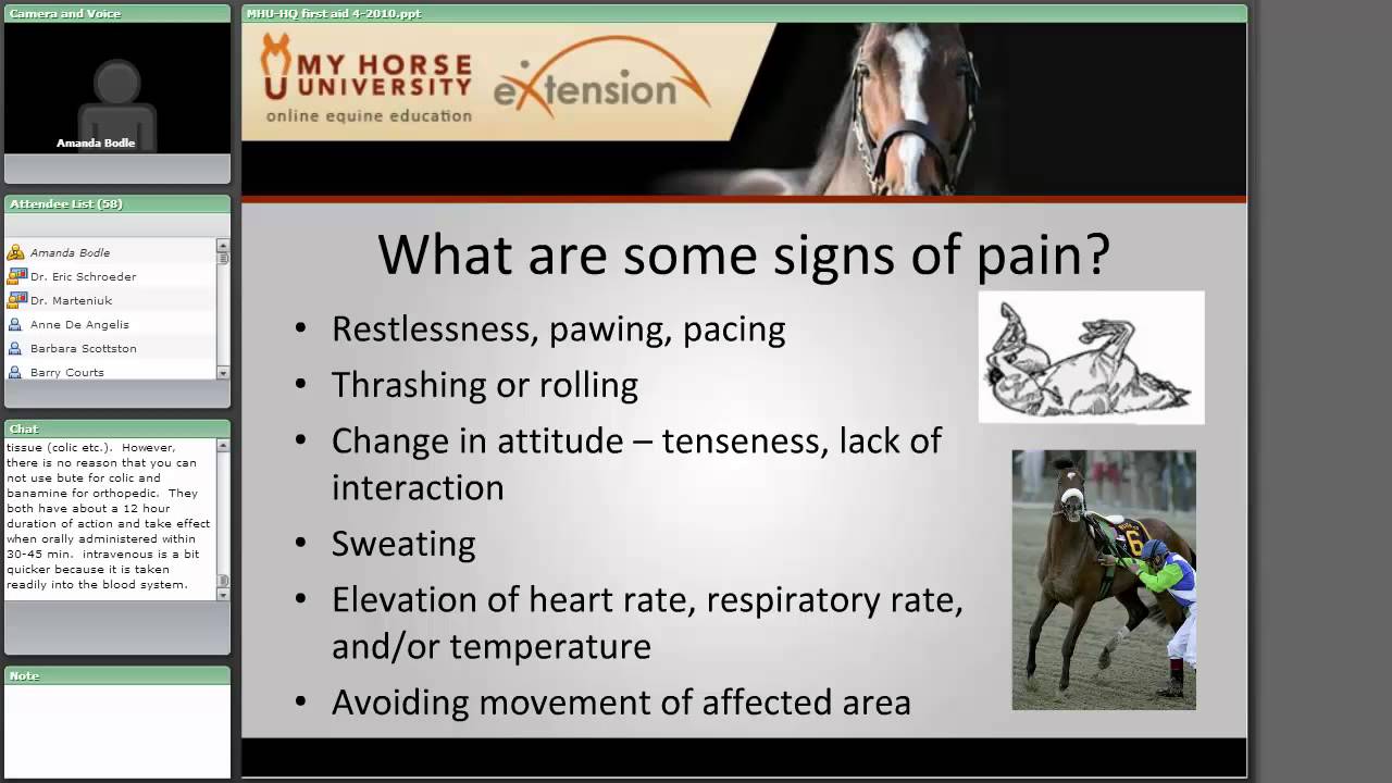 Equine Emergency First Aid