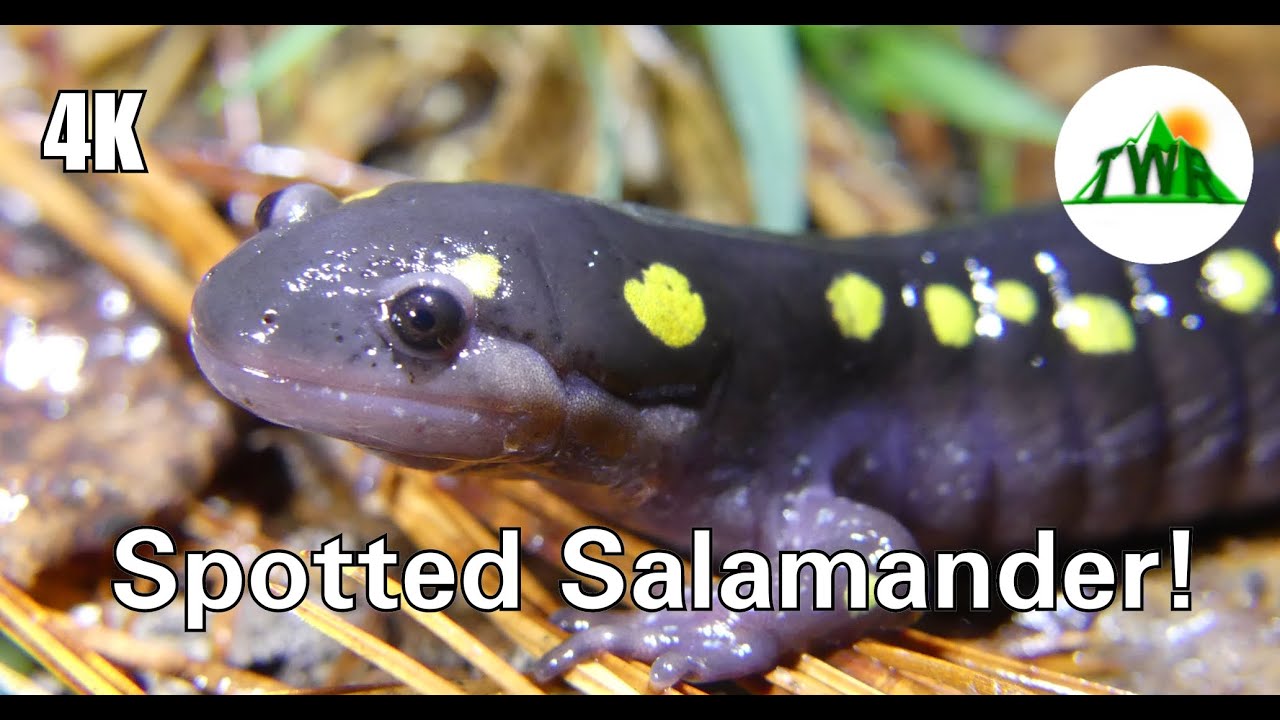 Spotted Salamanders: Everything You Need To Know! ~ 4k