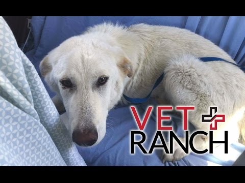 Vet Ranch – naomisdogworld