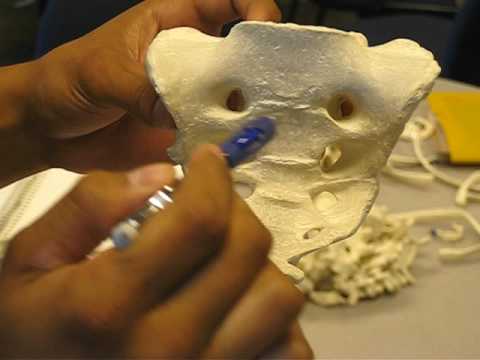 SACRUM and COCCYX