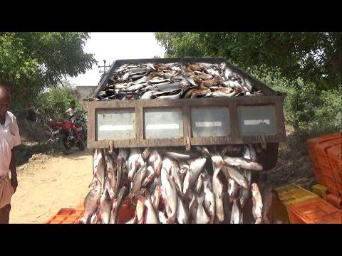 Basa Fish - Wholesale Price & Mandi Rate for Basa Fish in India