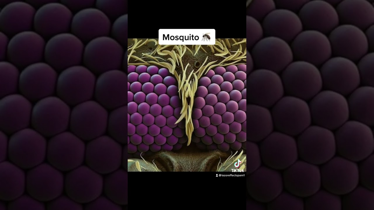 Things That Look Scary Under A Microscope 🔬 #shorts