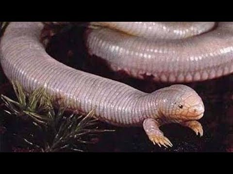 The Mexican Mole Lizard - Animal of the Week