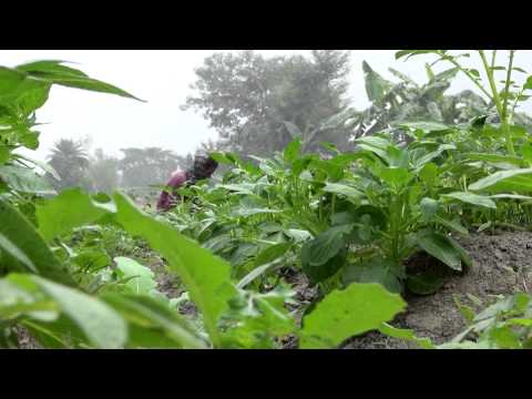 Climate-Smart Villages: A community approach to sustainable agriculture