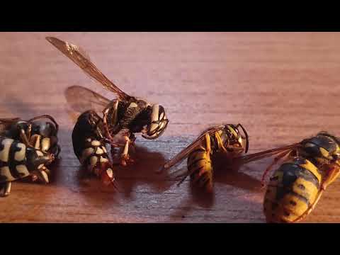 Wasp Species Comparison yellow jackets Hornets Cicada Killers