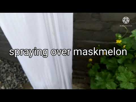 PRESTISIDE SPRAY ON MASKMELON.