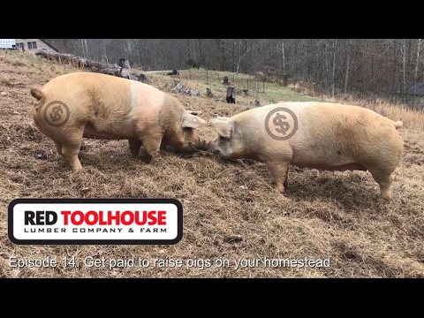 Ep 14: Get Paid to Raise Pigs on Your Homestead