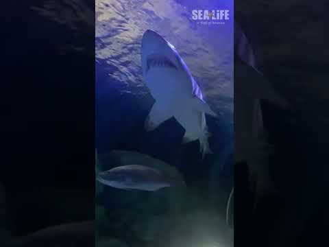 Sand Tiger Shark Fun Facts!