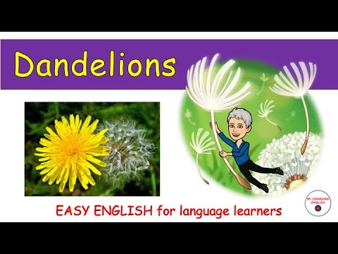 Dandelions - easy explanations for English language learners