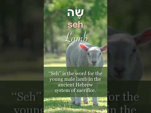 "Seh," the Hebrew word for sacrificial lamb.