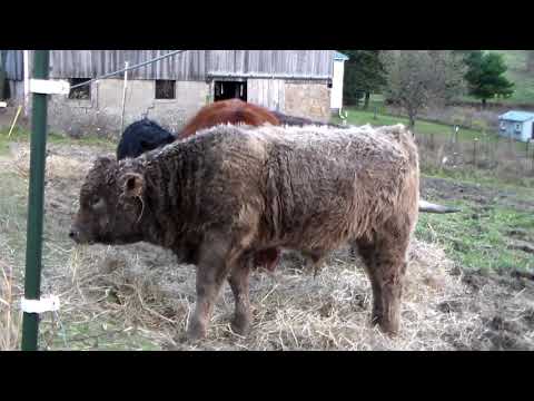 Scottish Highland and Angus Cross Characteristics