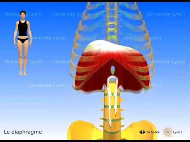Muscles intercostaux externes - PhysioStudent
