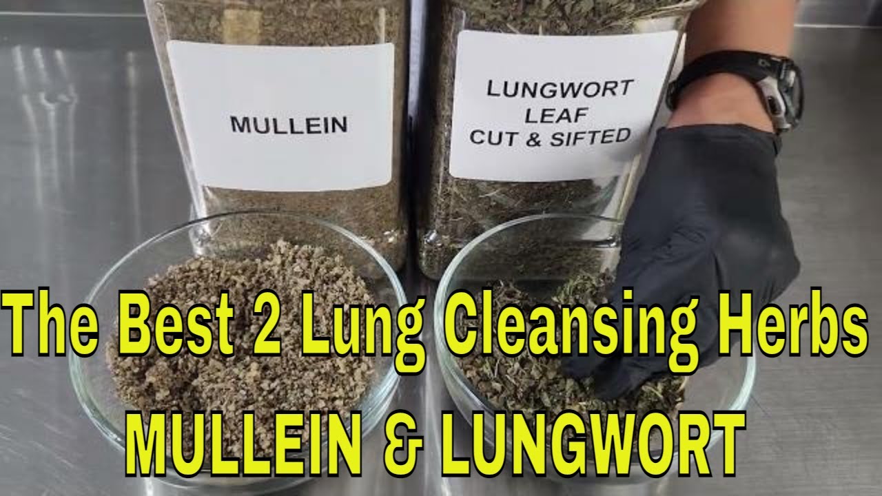 2 Herbs for Lung Health That You Might Need - Mullein and Lungwort  Benefits - Lung Repair Herbs