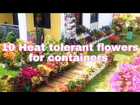 10 Heat tolerant flowers for containers | Flowers that love full sun | Summer flowers