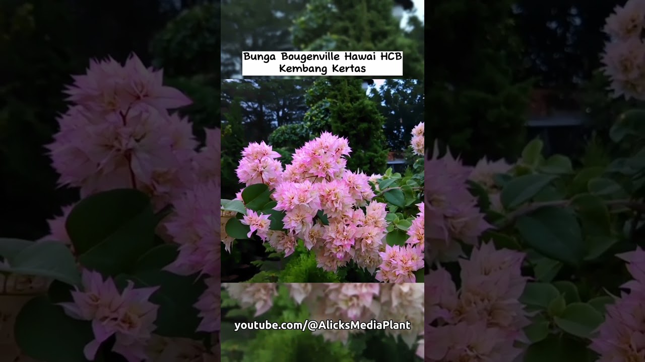Bunga Bougenville id Hawai Cherry Blossom #bougenville #kembangkertas #shorts #youtubeshorts