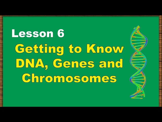 Understanding DNA, Genes, and Chromosomes: The Blueprint of Life | Magica