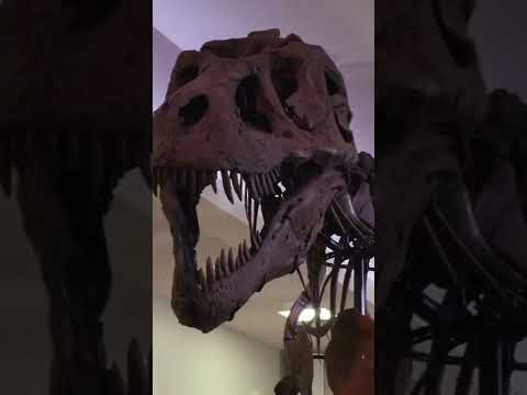 T-Rex Fossil Sells For $32 Million Dollars #shorts