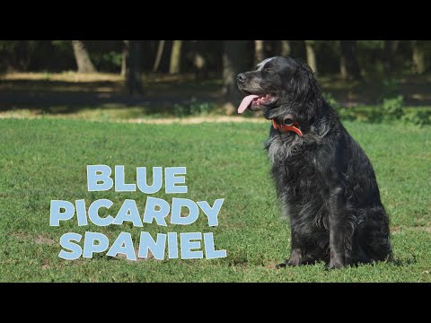 Blue Picardy Spaniel Dpg Breed Information