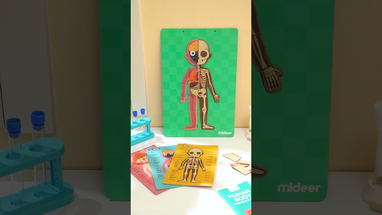 Body Magnet Educational Toy