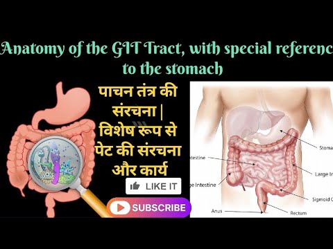 Anatomy of GIT with reference to stomach #medicaleducation #viral #pharmacy #biology #explore #video