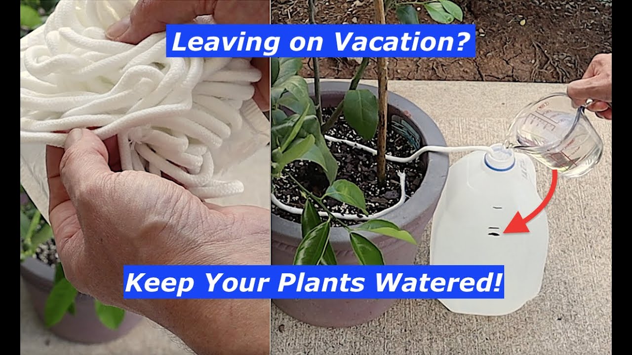 Wicking Rope Test - Keeping the Plants Watered while Gone on Vacation