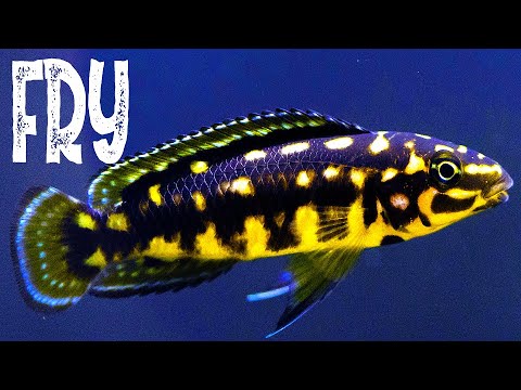 Julidochromis marlieri Fry - Lake Tanganyika African Cichlid