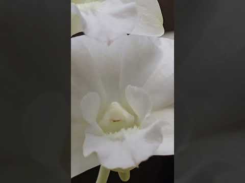 Beautiful white orchid flower | #shorts #orchid #orchidgarden