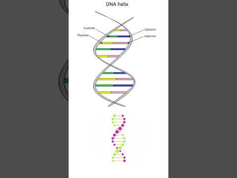 #DNA structure