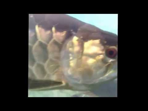 Steam Community :: Video :: Derp fish revamped