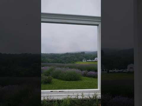 πΊπΈ Springfield Manor: Your Ultimate Maryland Winery Escape! Lavender Fields & Epic Views!π·π